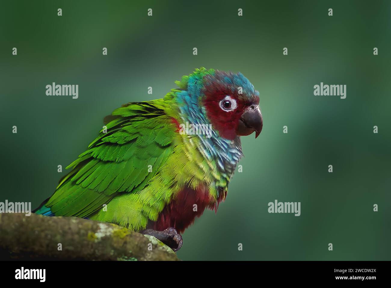 Paakeet hi-res stock photography and images - Alamy