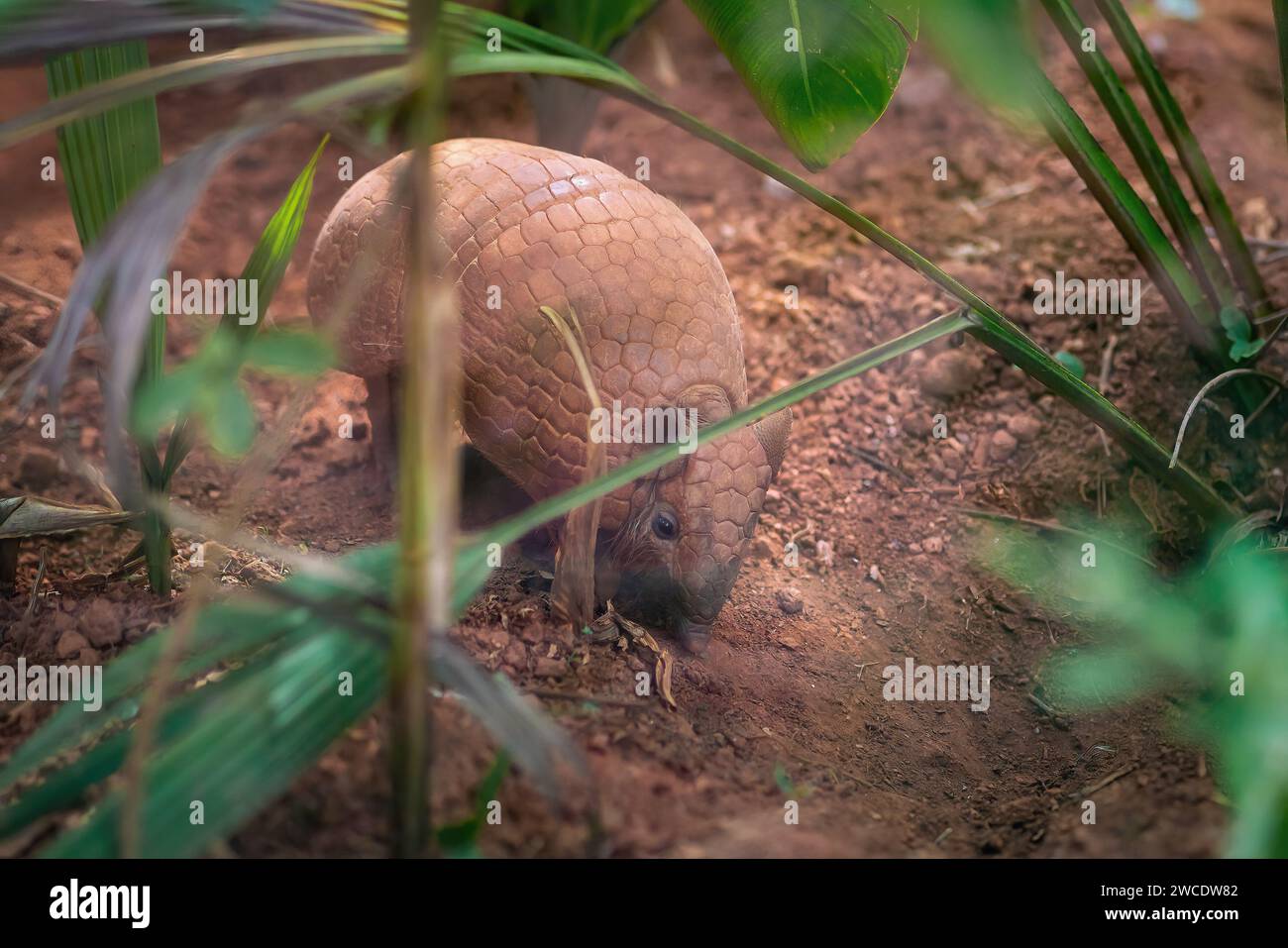 Brazilian Three-banded Armadillo (Tolypeutes tricinctus Stock Photo - Alamy