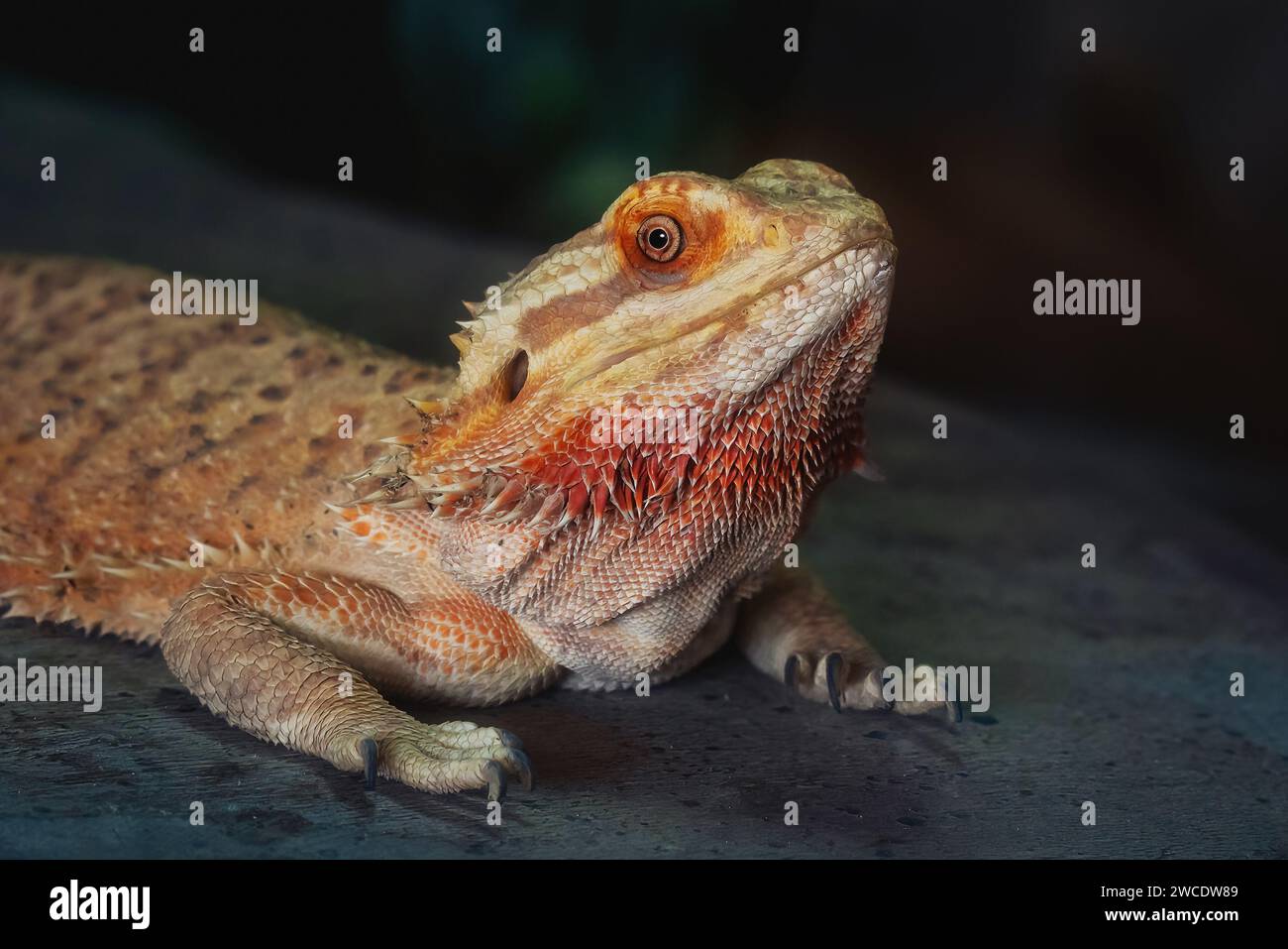 Central Bearded Dragon Lizard (Pogona vitticeps Stock Photo - Alamy