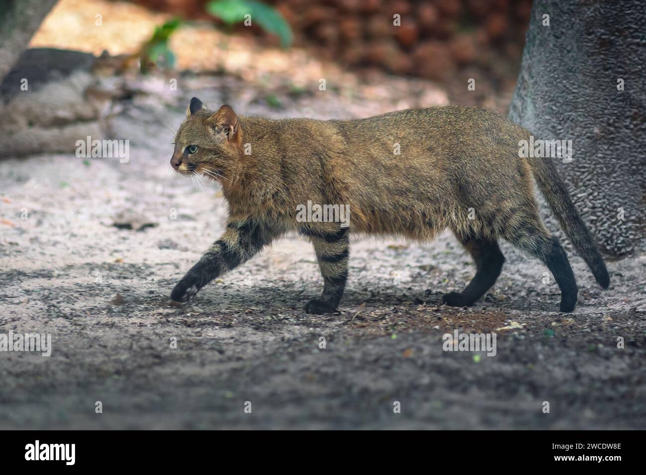 Gato palheiro hi-res stock photography and images - Alamy
