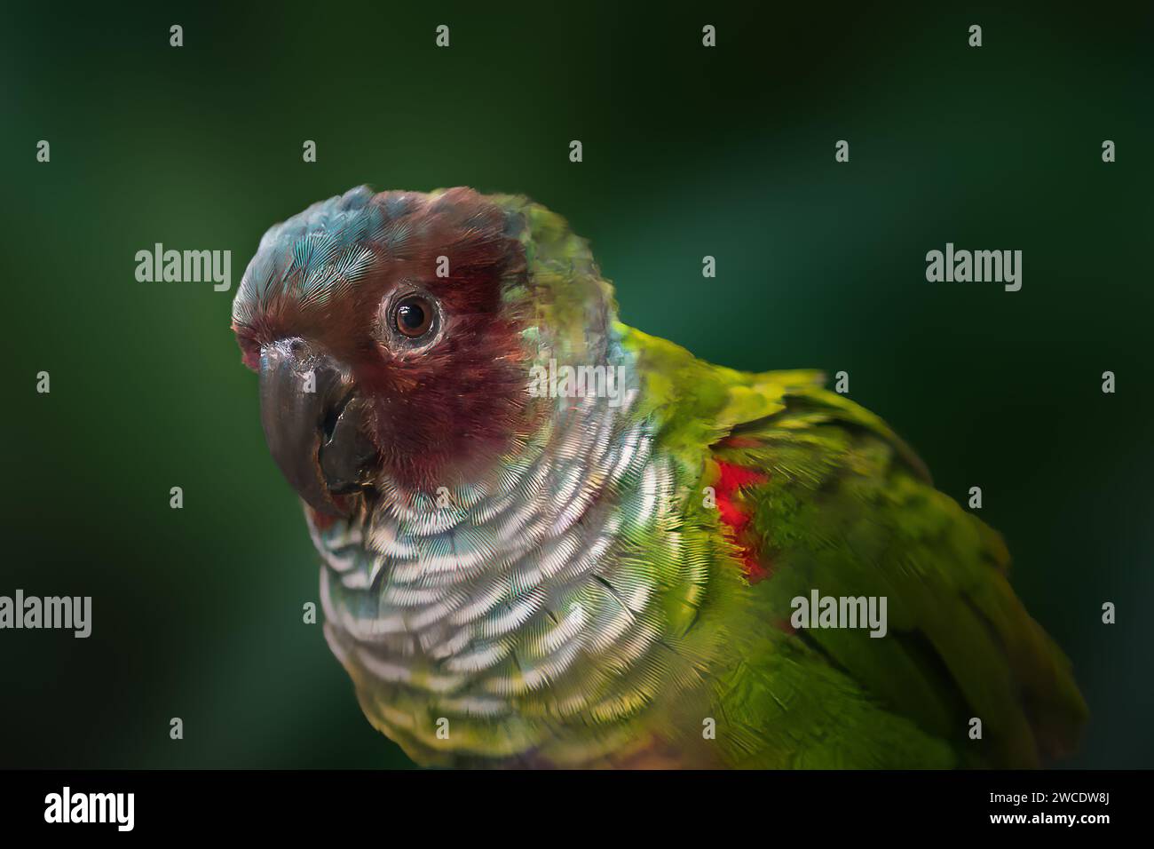 Paakeet hi-res stock photography and images - Alamy