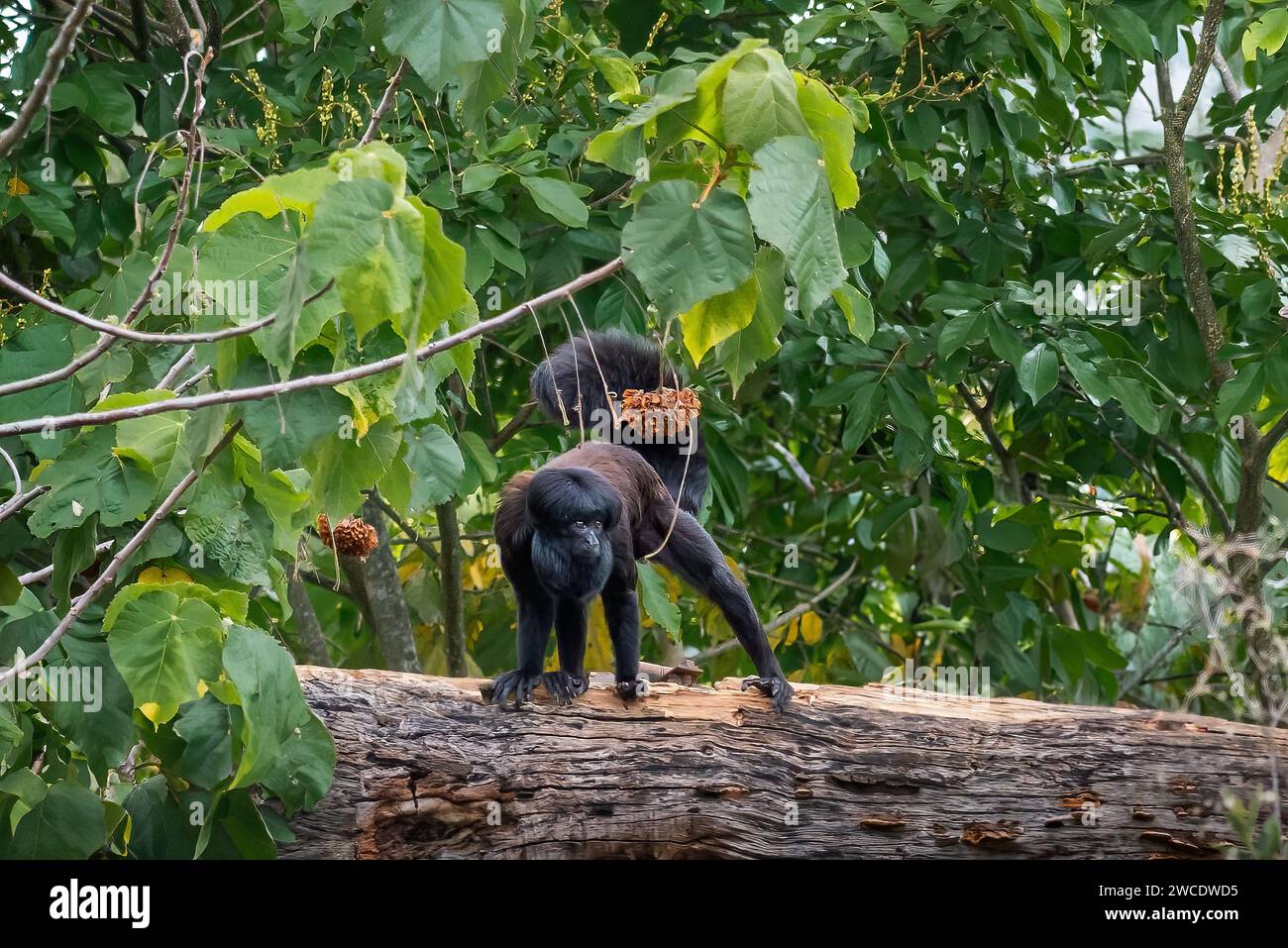 Black Bearded Saki monkey (Chiropotes satanas Stock Photo - Alamy