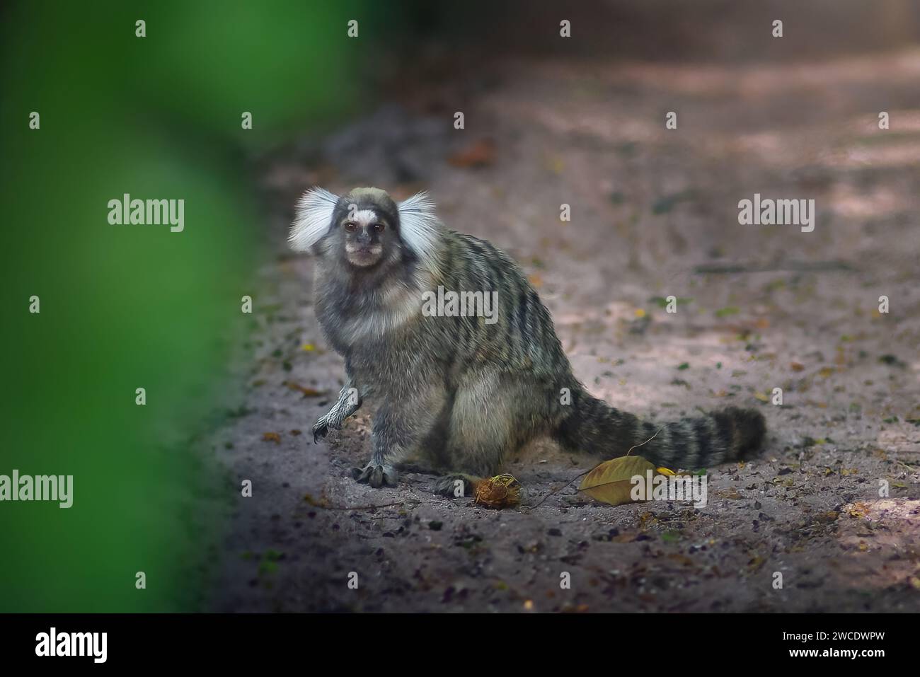 Common Marmoset (Callithrix jacchus) or White-tufted Marmoset monkey ...