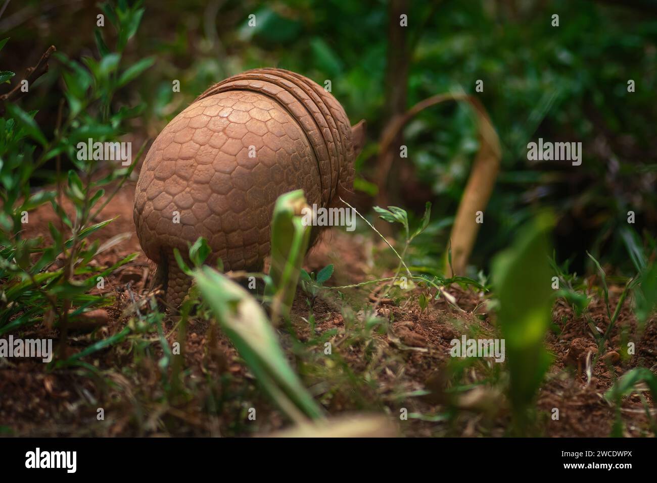 Brazilian Three-banded Armadillo (Tolypeutes tricinctus Stock Photo - Alamy