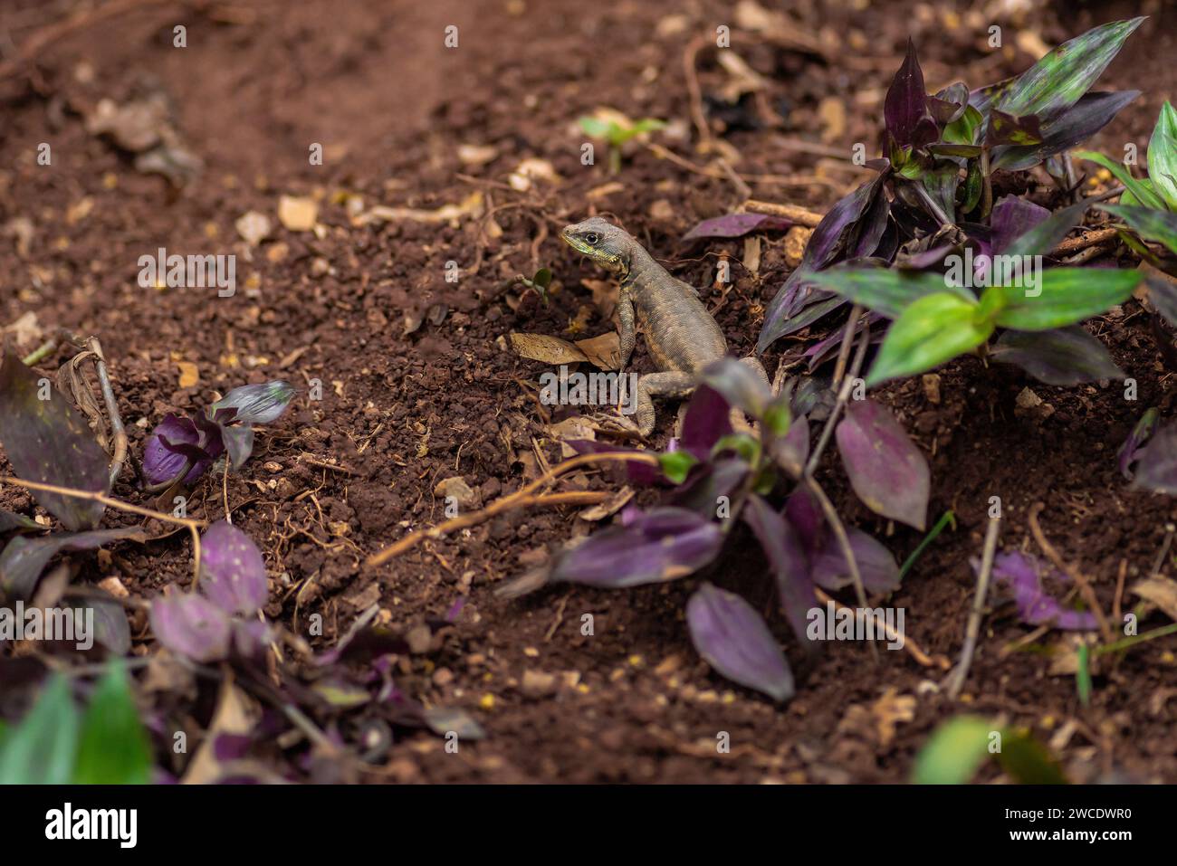 Amazon Lava Lizard (Tropidurus torquatus) - Calango Stock Photo - Alamy