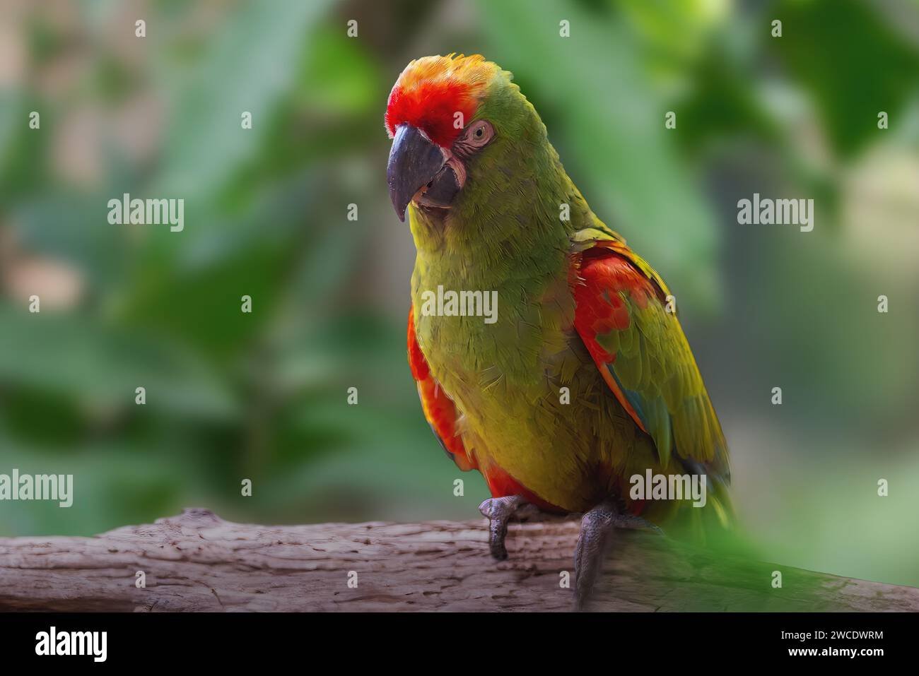 Portrait red macaw parrot hi-res stock photography and images - Alamy