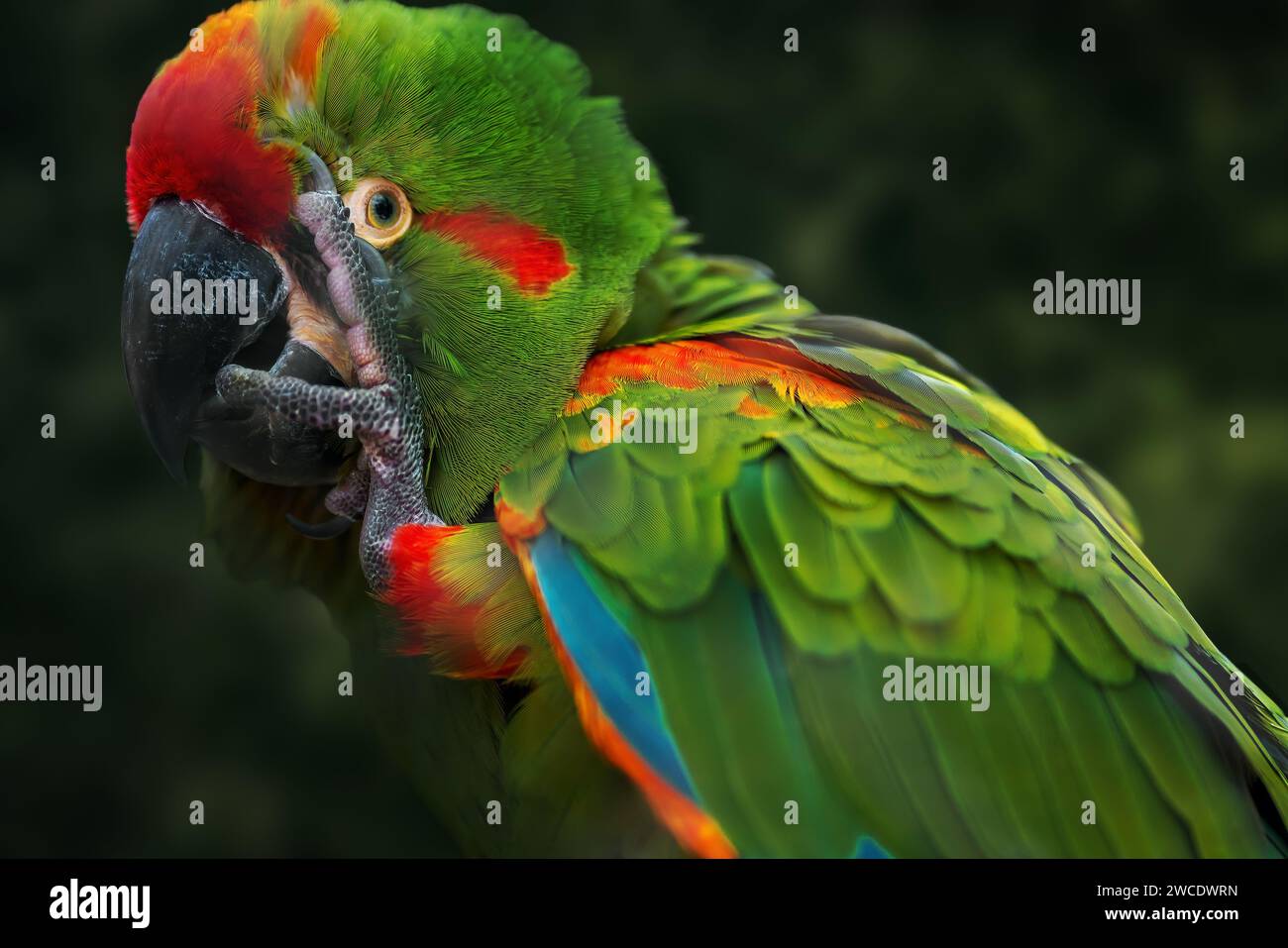 Red-fronted Macaw parrot (Ara rubrogenys Stock Photo - Alamy