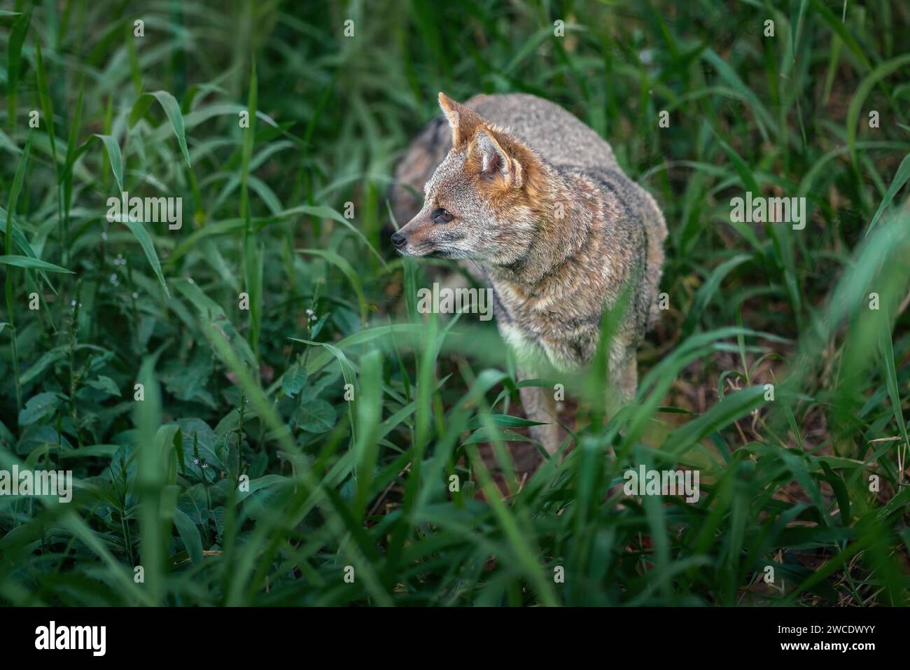 Brazilian fox hi-res stock photography and images - Alamy