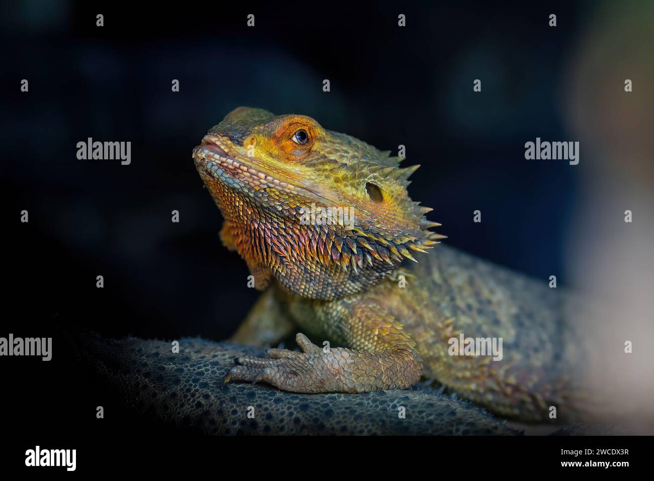 Central Bearded Dragon Lizard (Pogona vitticeps Stock Photo - Alamy