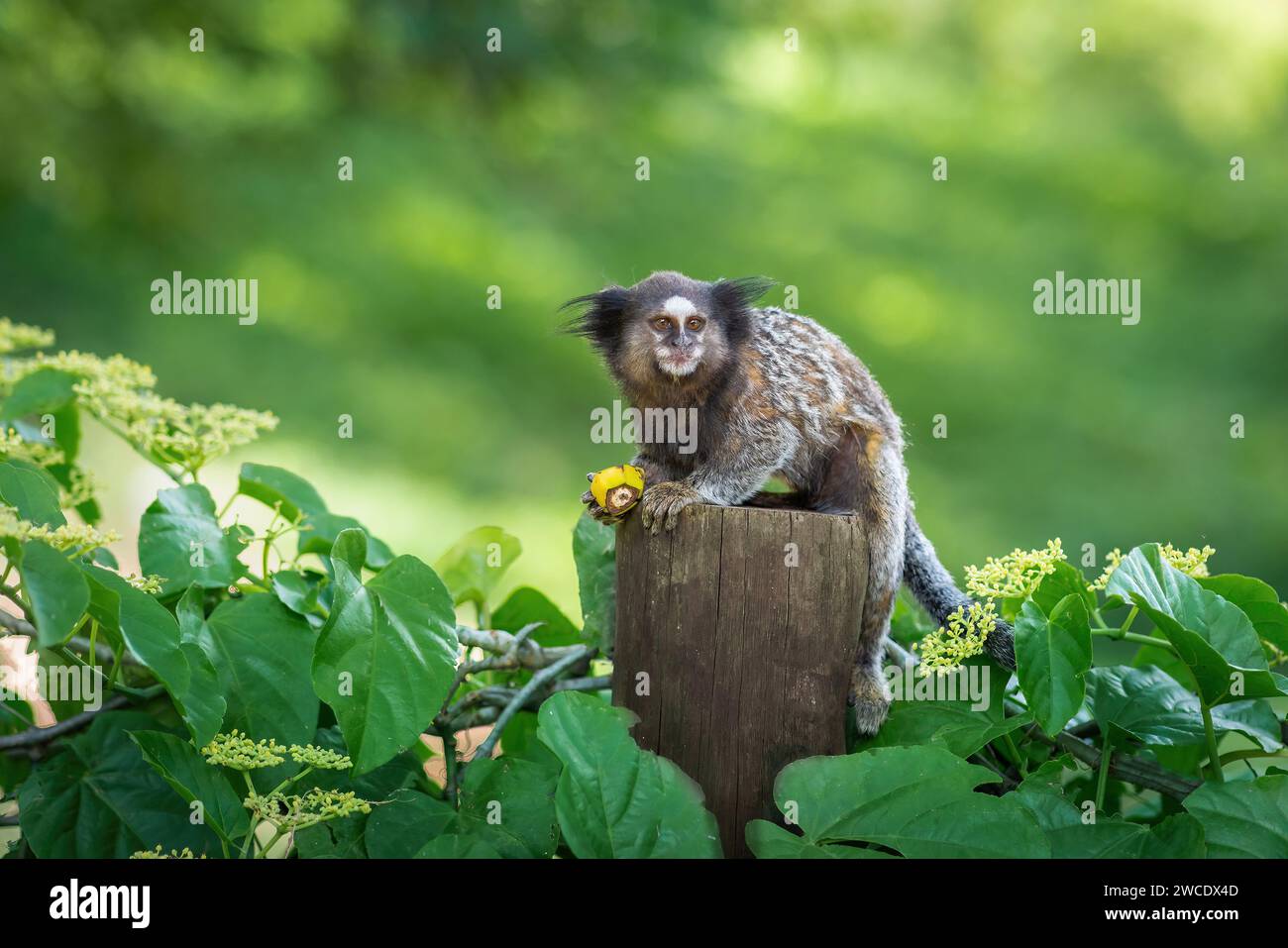 Black-tufted Marmoset monkey (Callithrix penicillata Stock Photo - Alamy