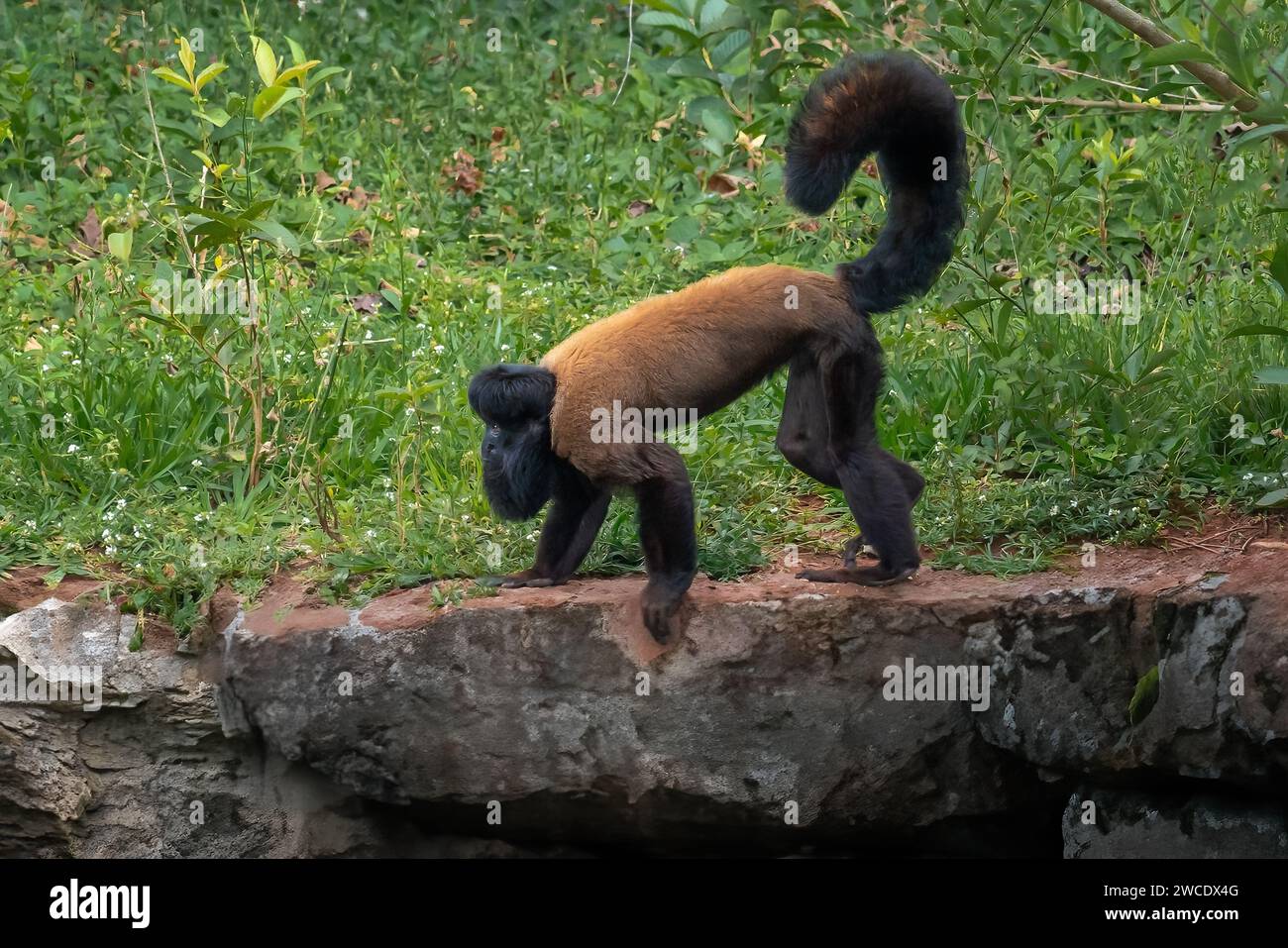 Reddish-brown Bearded Saki monkey (Chiropotes sagulatus Stock Photo - Alamy