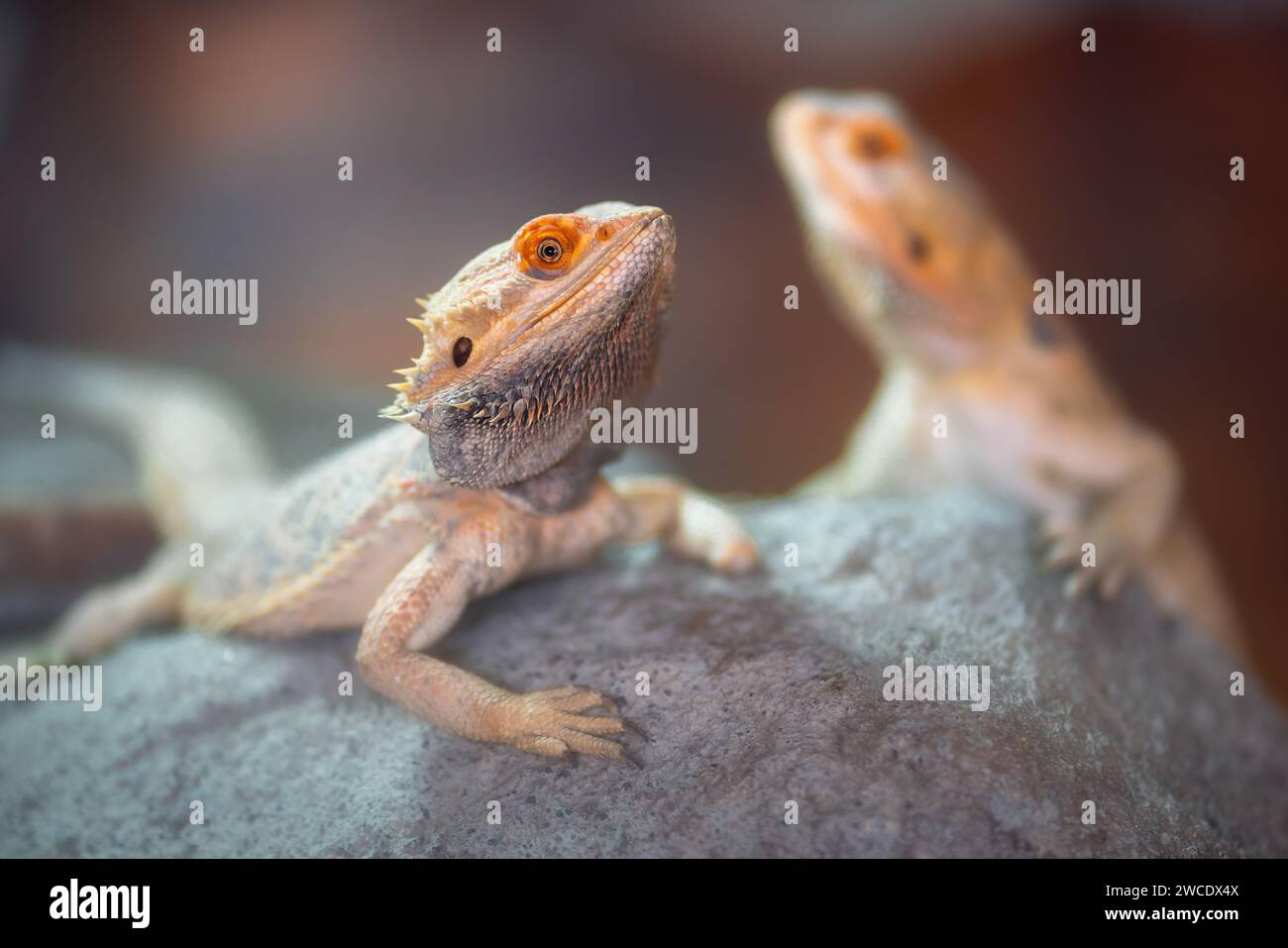 Central Bearded Dragon Lizard (Pogona vitticeps Stock Photo - Alamy