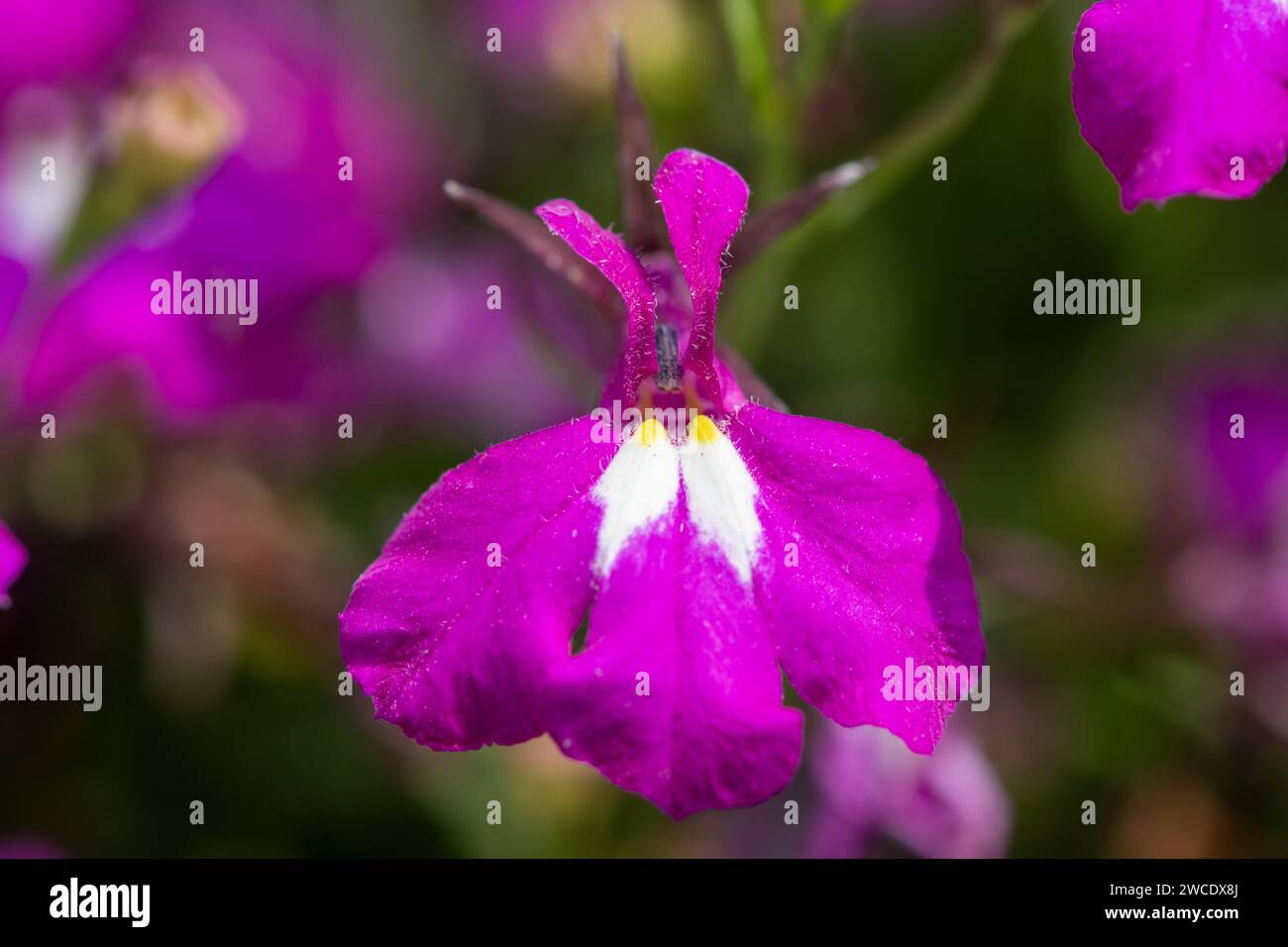 Macro shot of a pink garden lobelia (lobelia erinus) flower Stock Photo ...