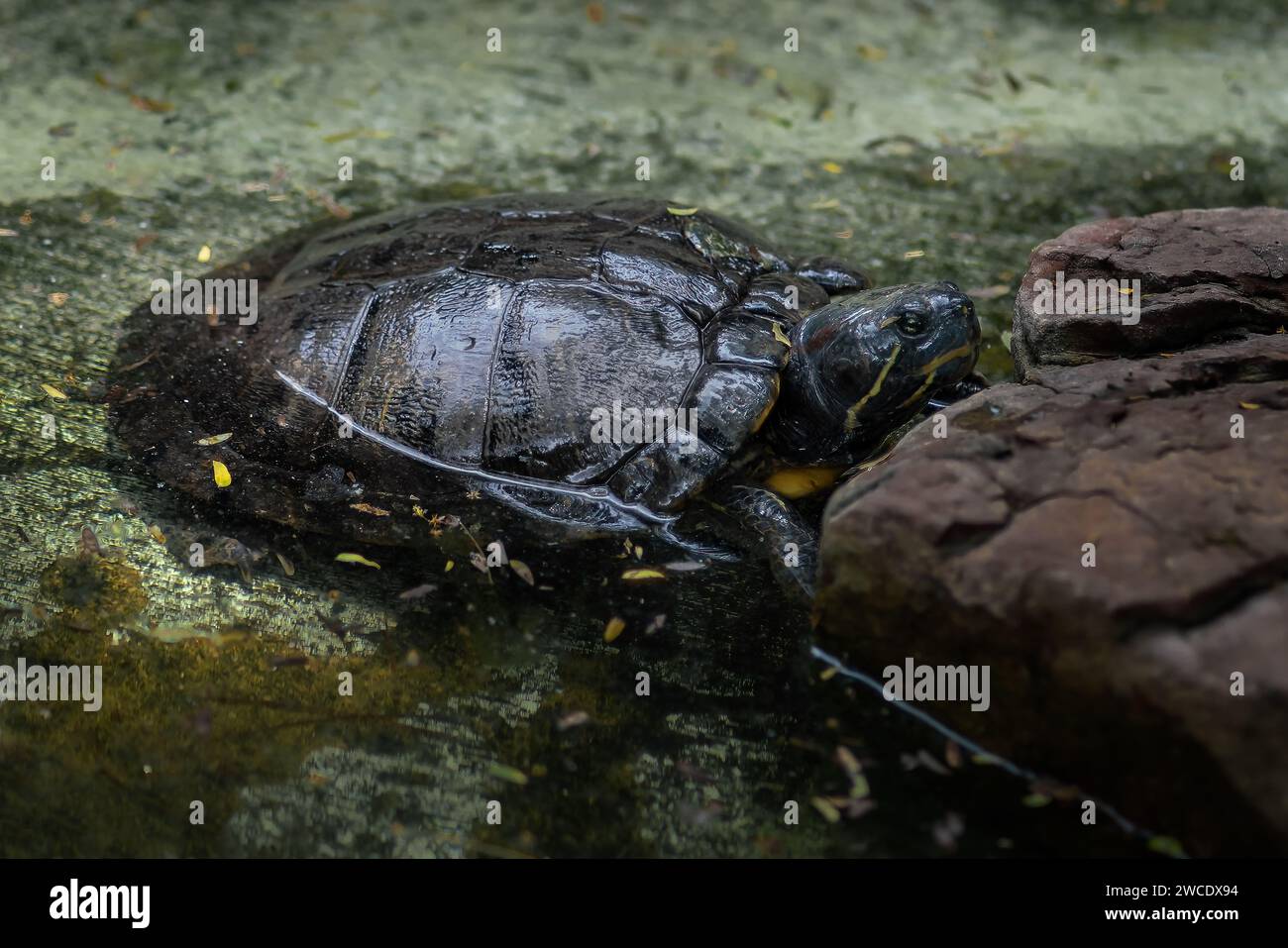 Scorpion Mud Turtle (Kinosternon scorpioides Stock Photo - Alamy