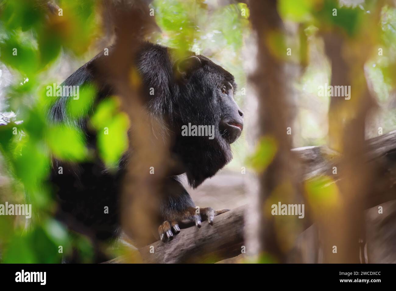 Red-handed Howler monkey (Alouatta belzebul Stock Photo - Alamy