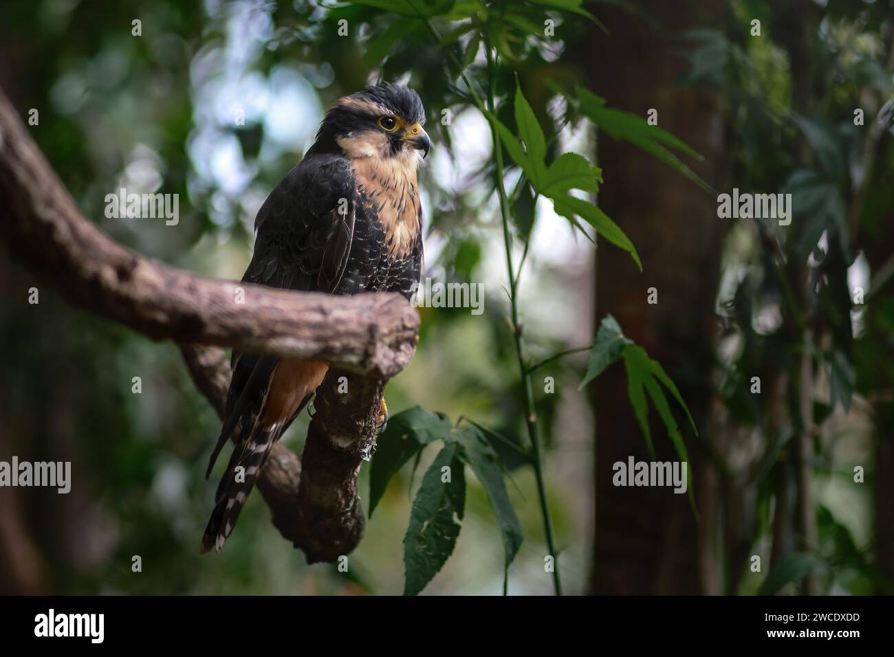 Aplomado Falcon (Falco femoralis) - bird of prey Stock Photo - Alamy