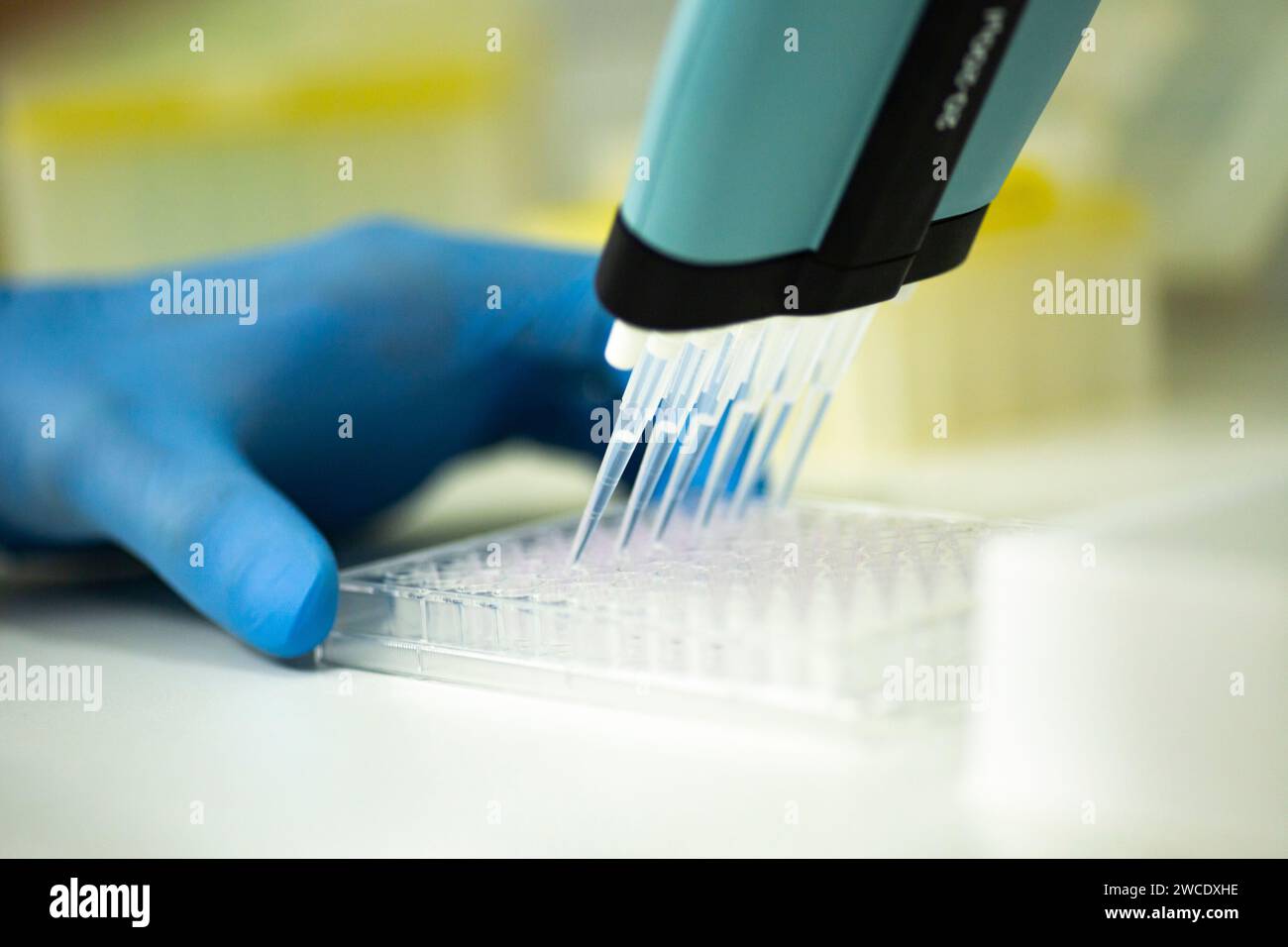 cell culture at the medicine, medical and cell culture laboratory ...