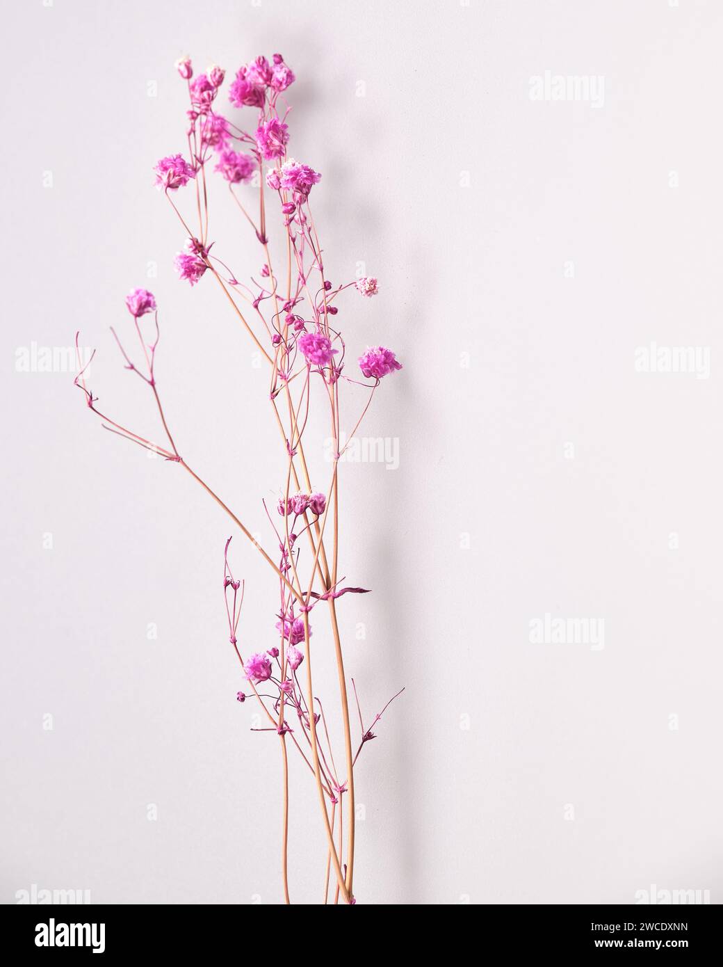 Little pink flowers hi-res stock photography and images - Alamy
