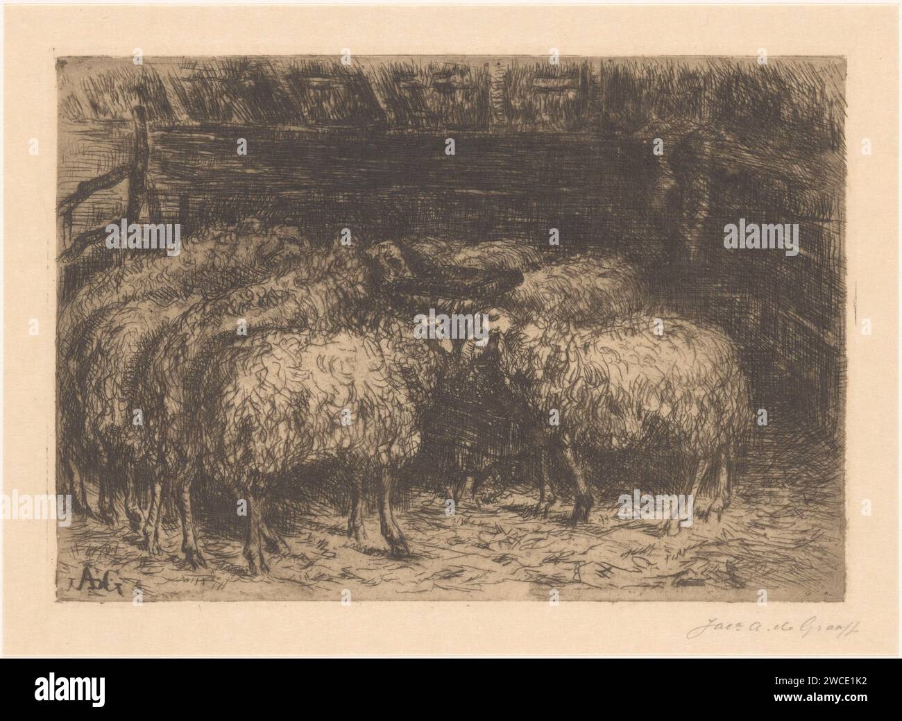 Sheep in a stable, Jacoba de Graaff, 1867 - 1911 print paper etching ...