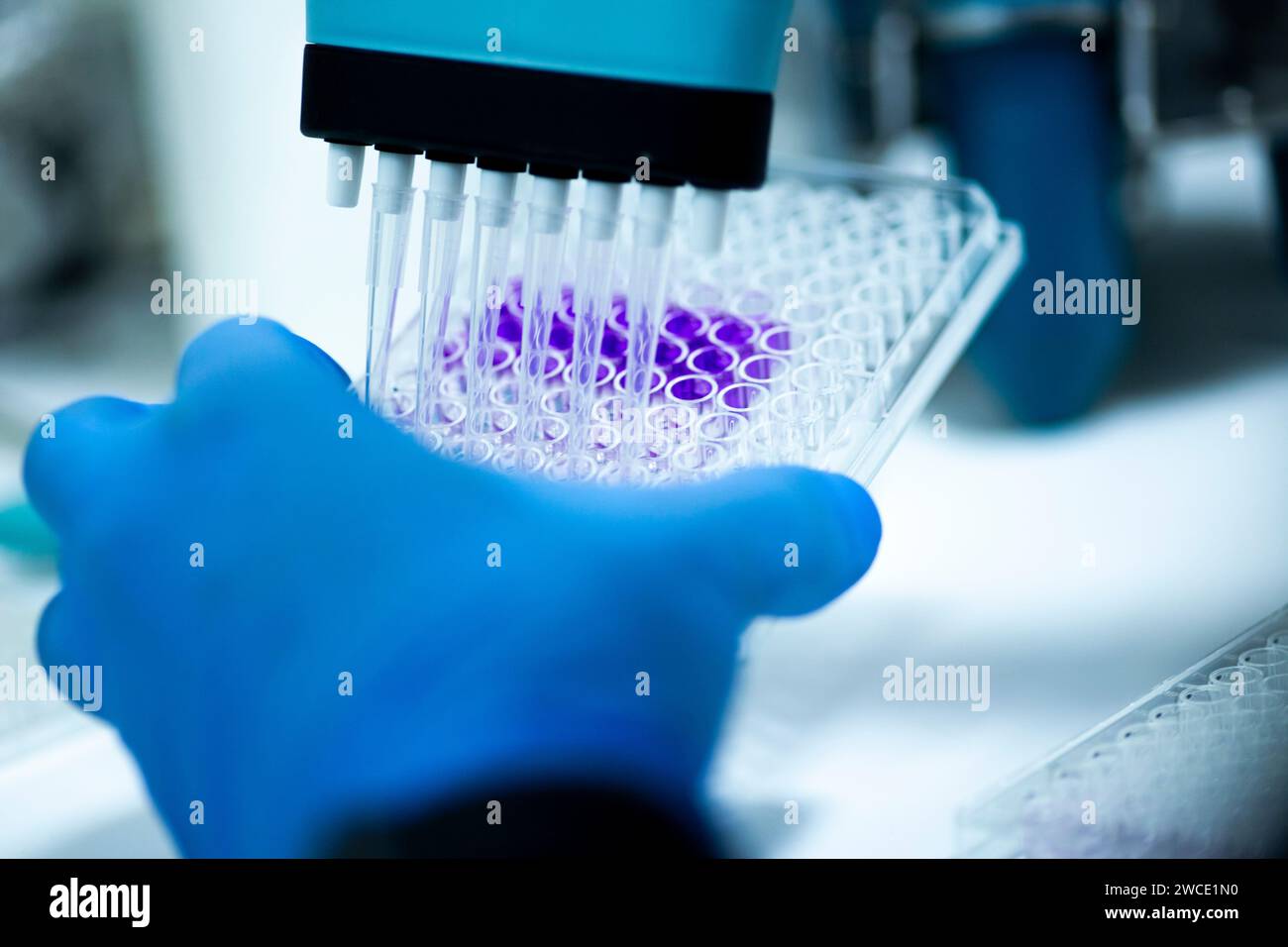 cell culture at the medicine, medical and cell culture laboratory ...