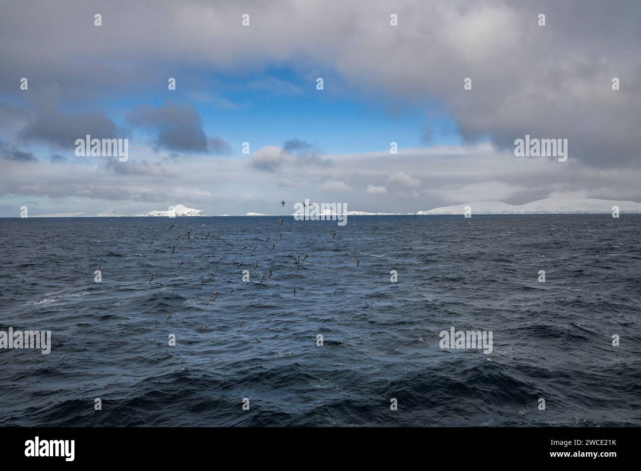 At sea in Bransfield Strait on the way to Brialmont cove, cape petrels ...