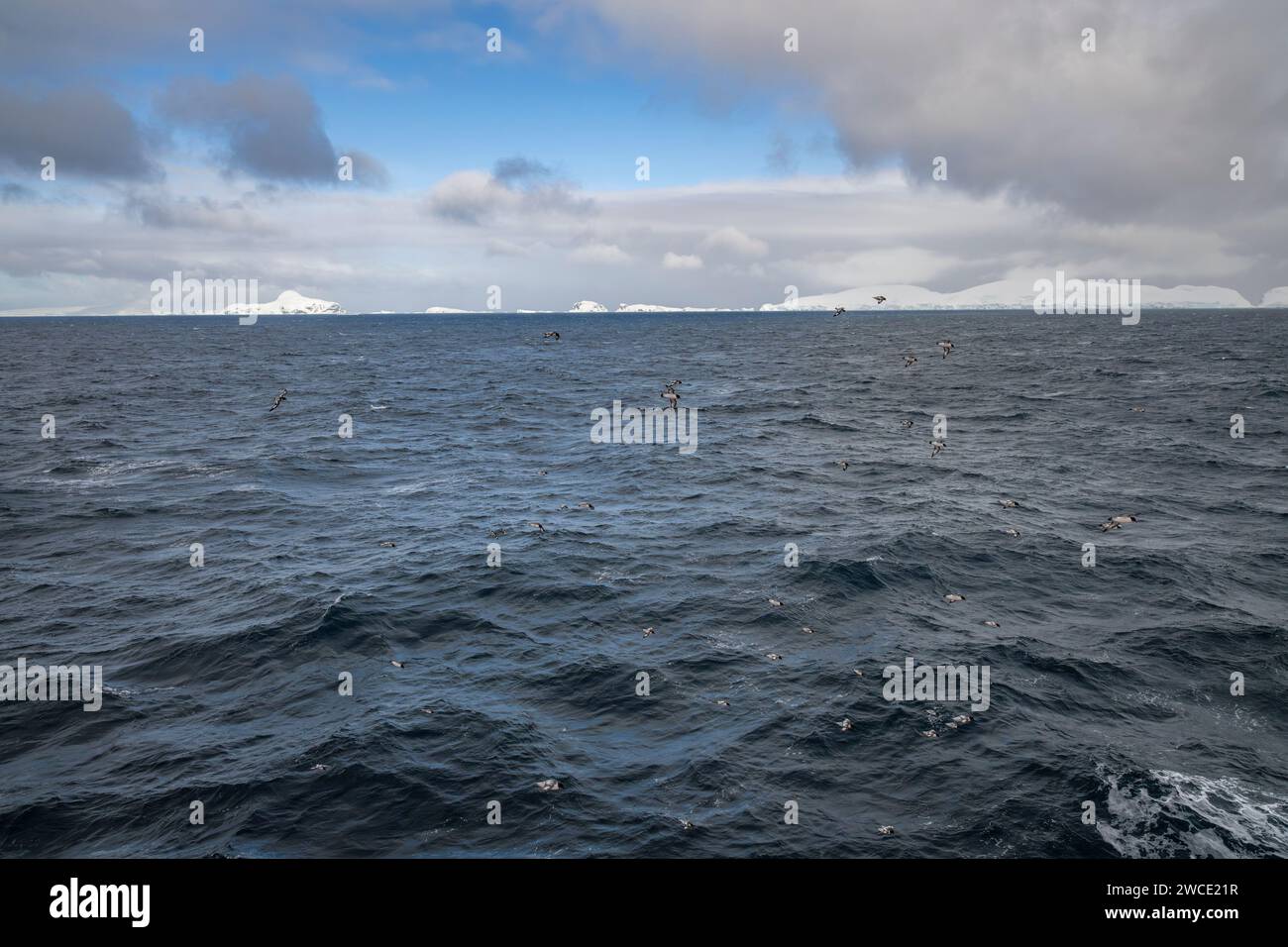 At sea in Bransfield Strait on the way to Brialmont cove, cape petrels ...