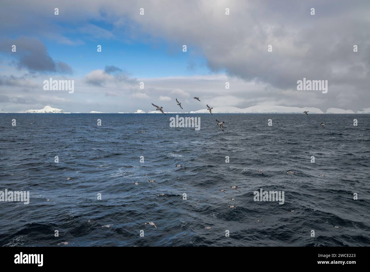 At sea in Bransfield Strait on the way to Brialmont cove, cape petrels ...