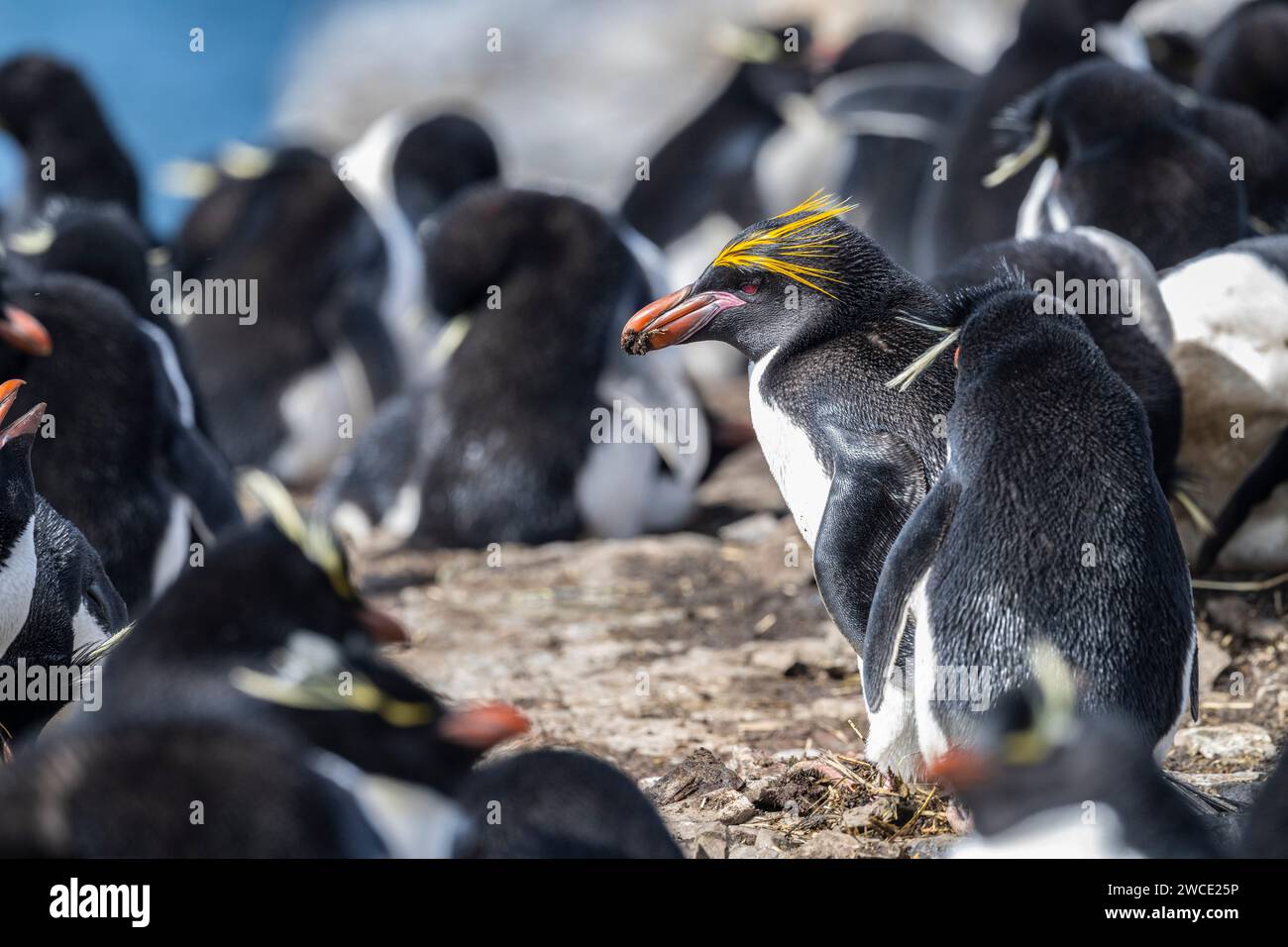 Macaroni penguin at breeding colony on Bleaker Island, Falkland Islands ...