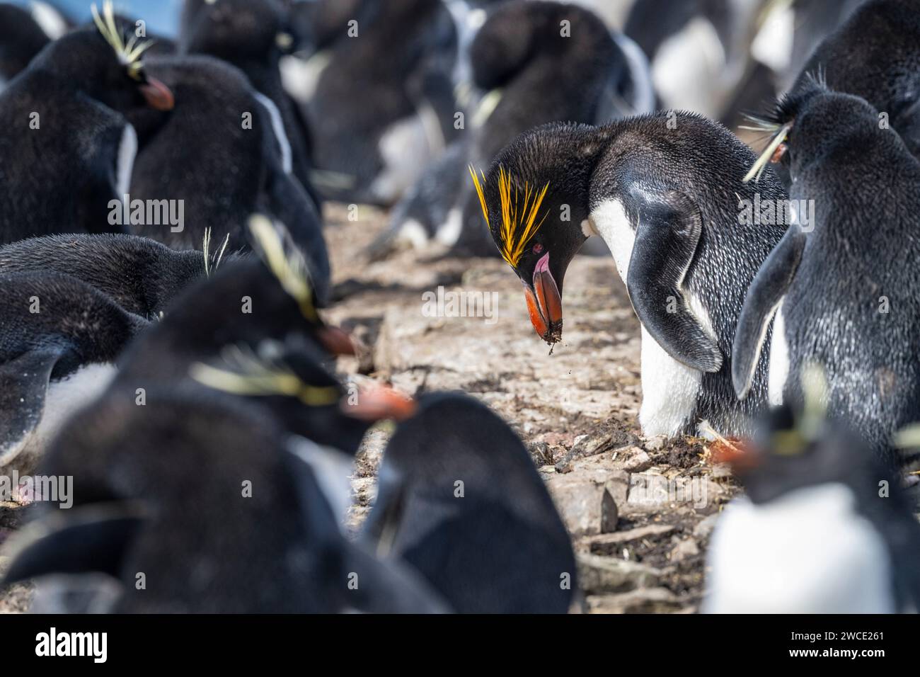 Macaroni penguin at breeding colony on Bleaker Island, Falkland Islands ...