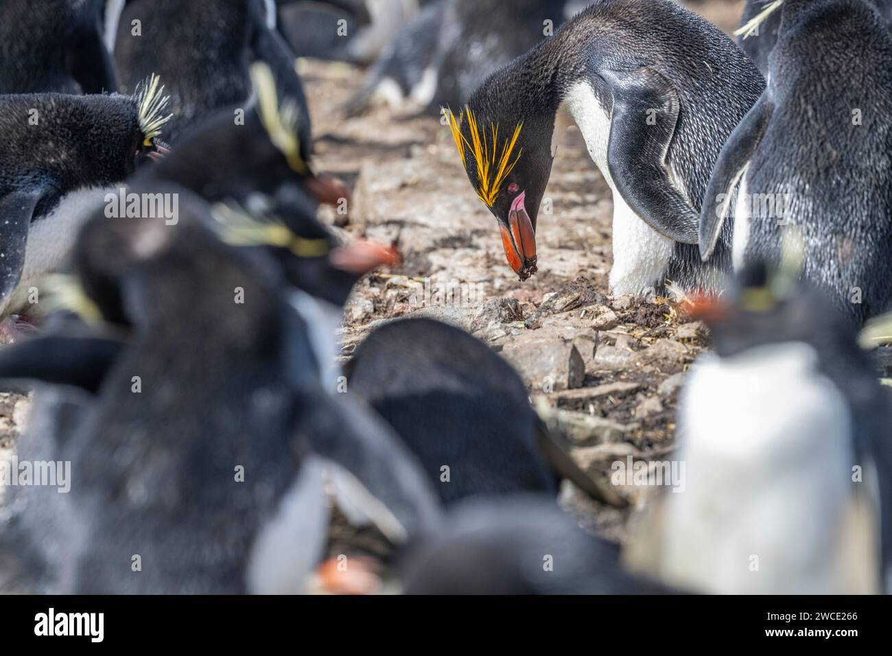 Macaroni penguin at breeding colony on Bleaker Island, Falkland Islands ...