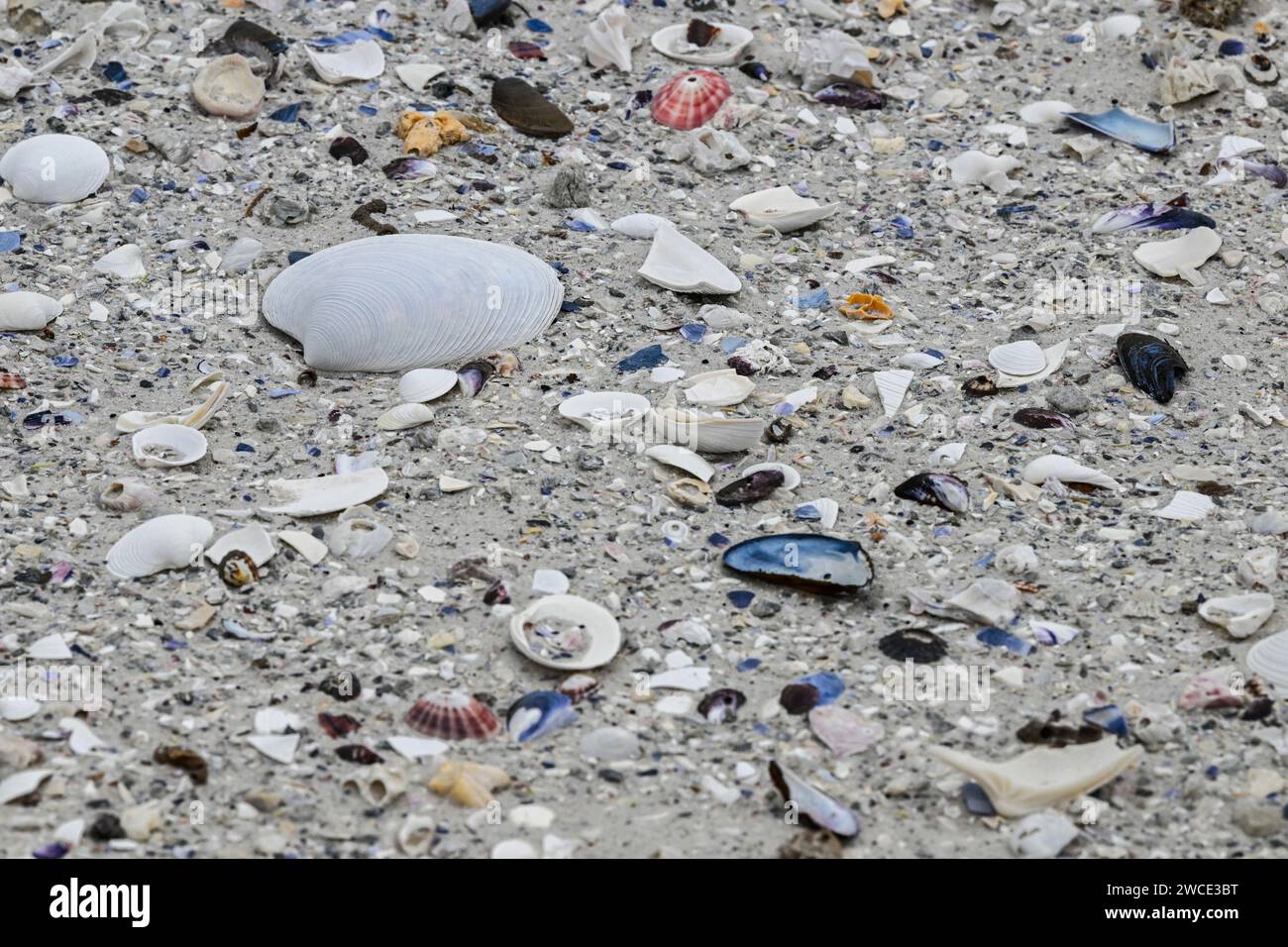Shells in the sand, York Beach, Stanley, Falkland Islands Stock Photo ...