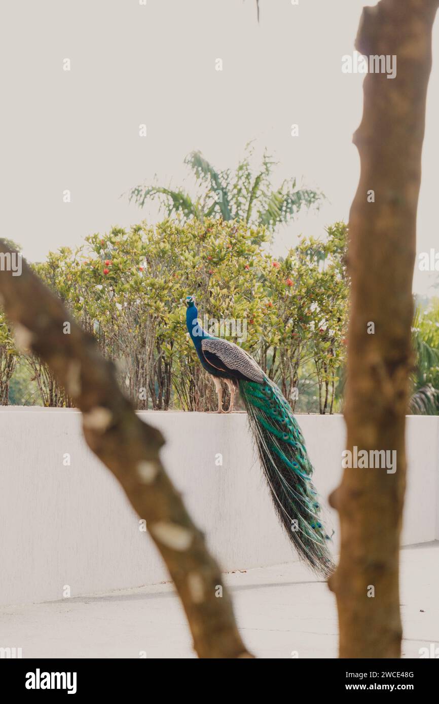 peacock landscape among trees Stock Photo - Alamy