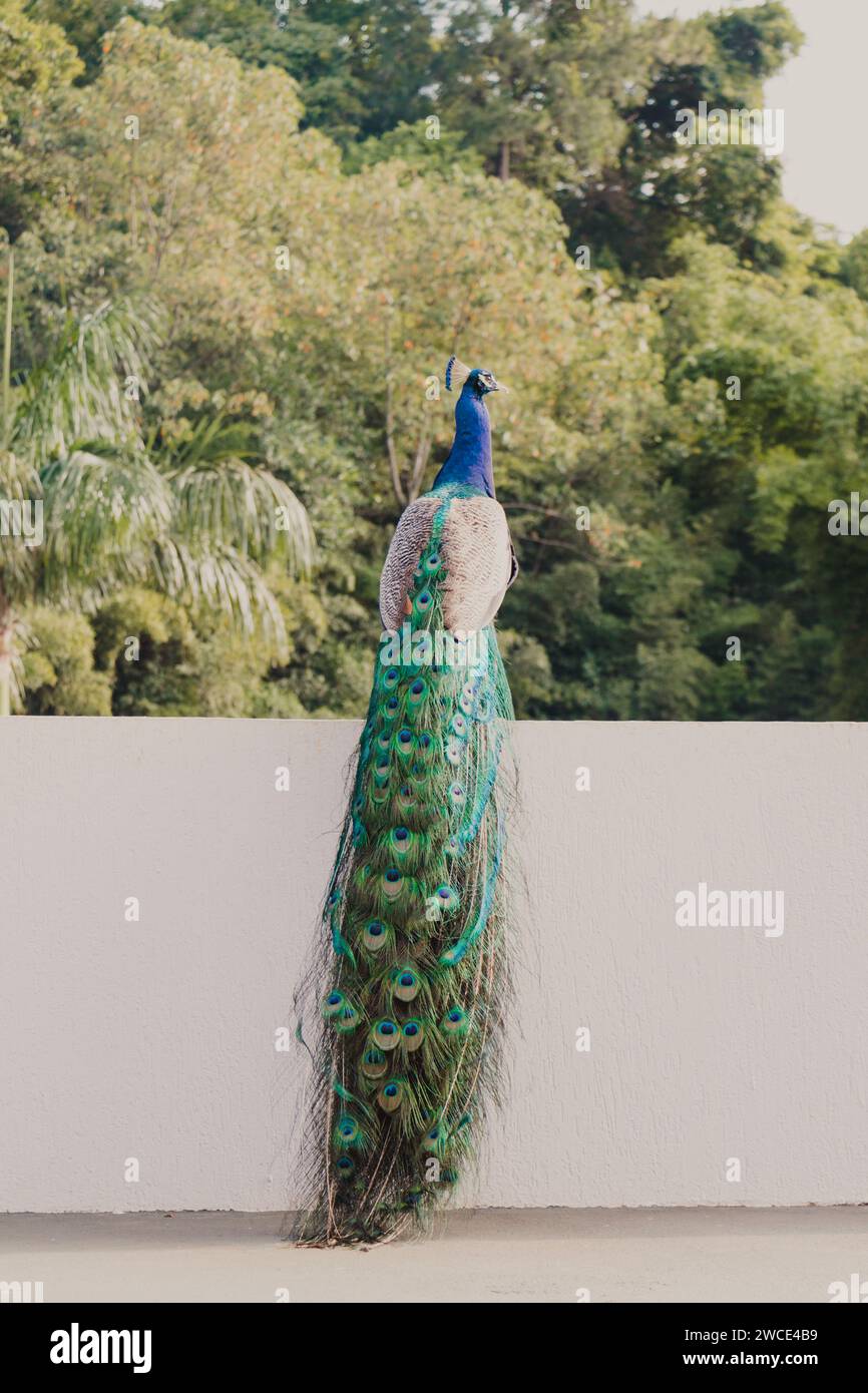 peacock on its back with long feathers Stock Photo - Alamy