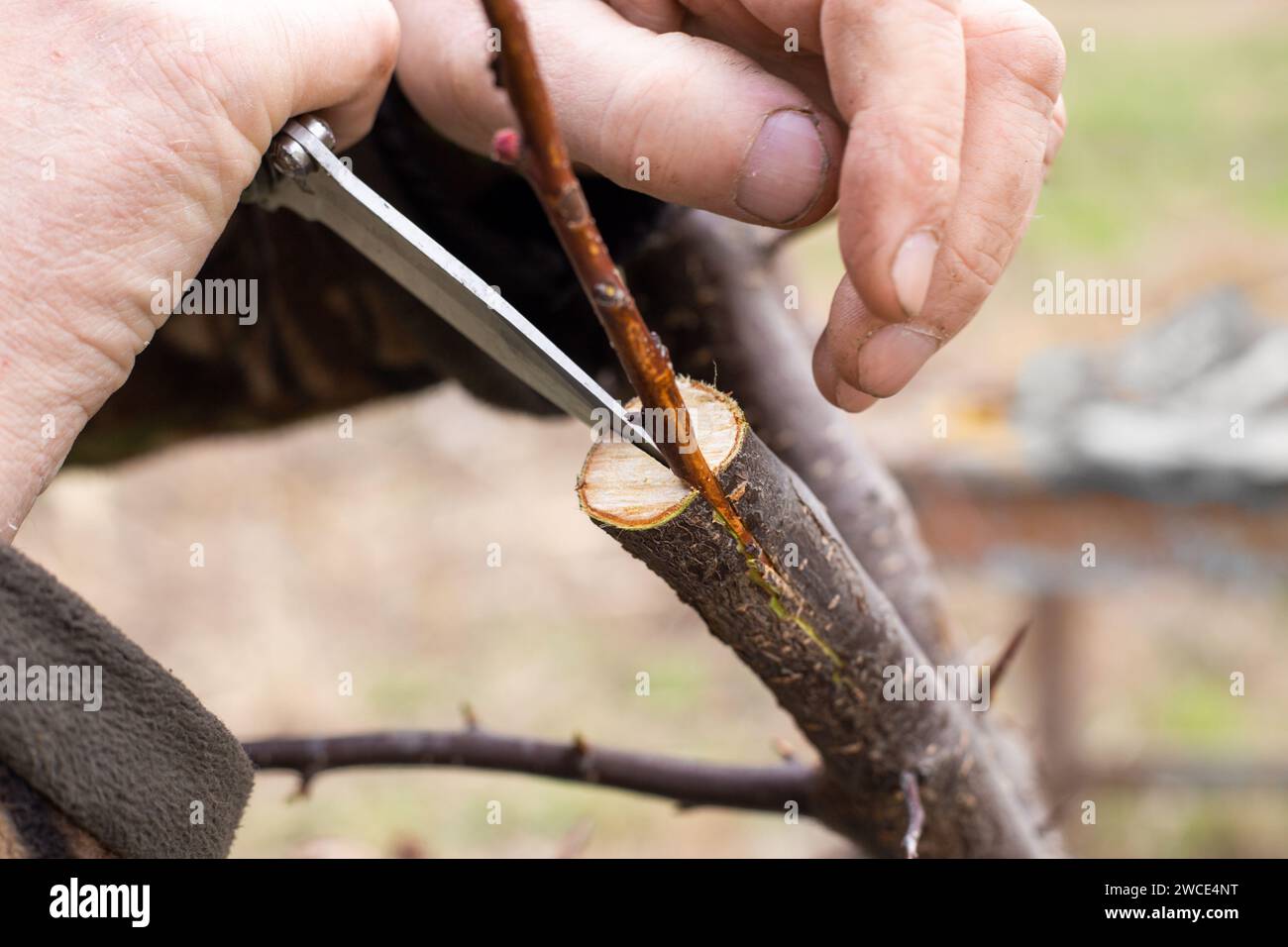 A gardener grafts a fruit tree using the split method Stock Photo - Alamy