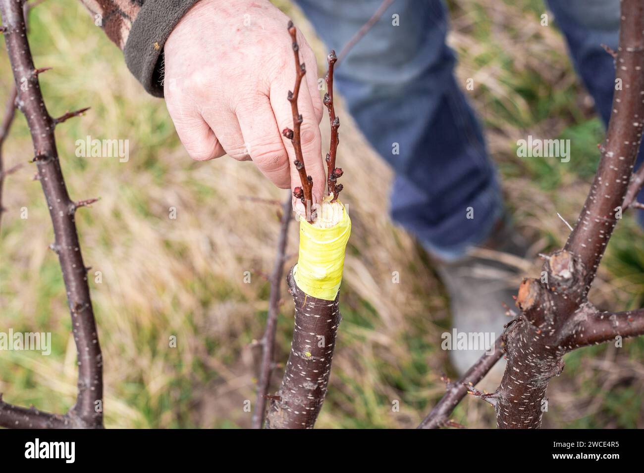 A gardener lubricates the grafting cut of a fruit tree with garden wax ...
