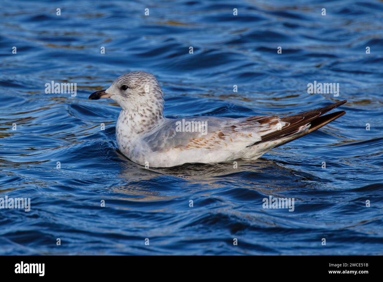 Ring-Billed Gull on a winter morning. The head, neck and underparts are ...