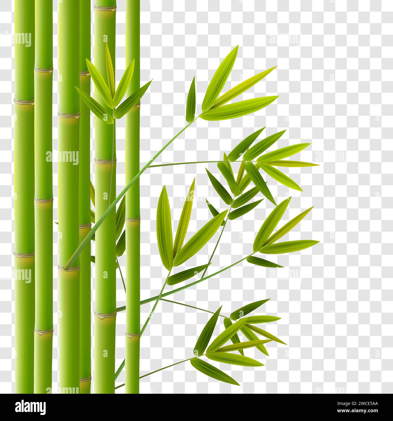 Green bamboo with leaves. Realistic tropical plants decoration on ...