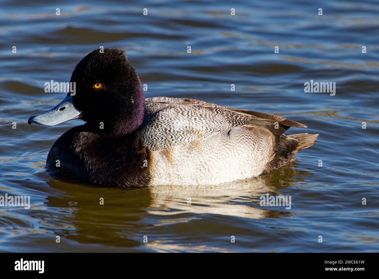 Bluebill duck hi-res stock photography and images - Alamy