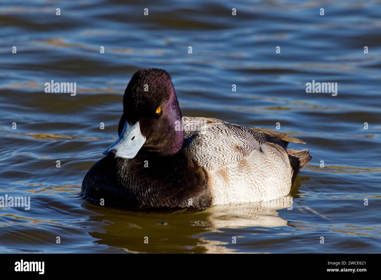 Bluebill duck hi-res stock photography and images - Alamy