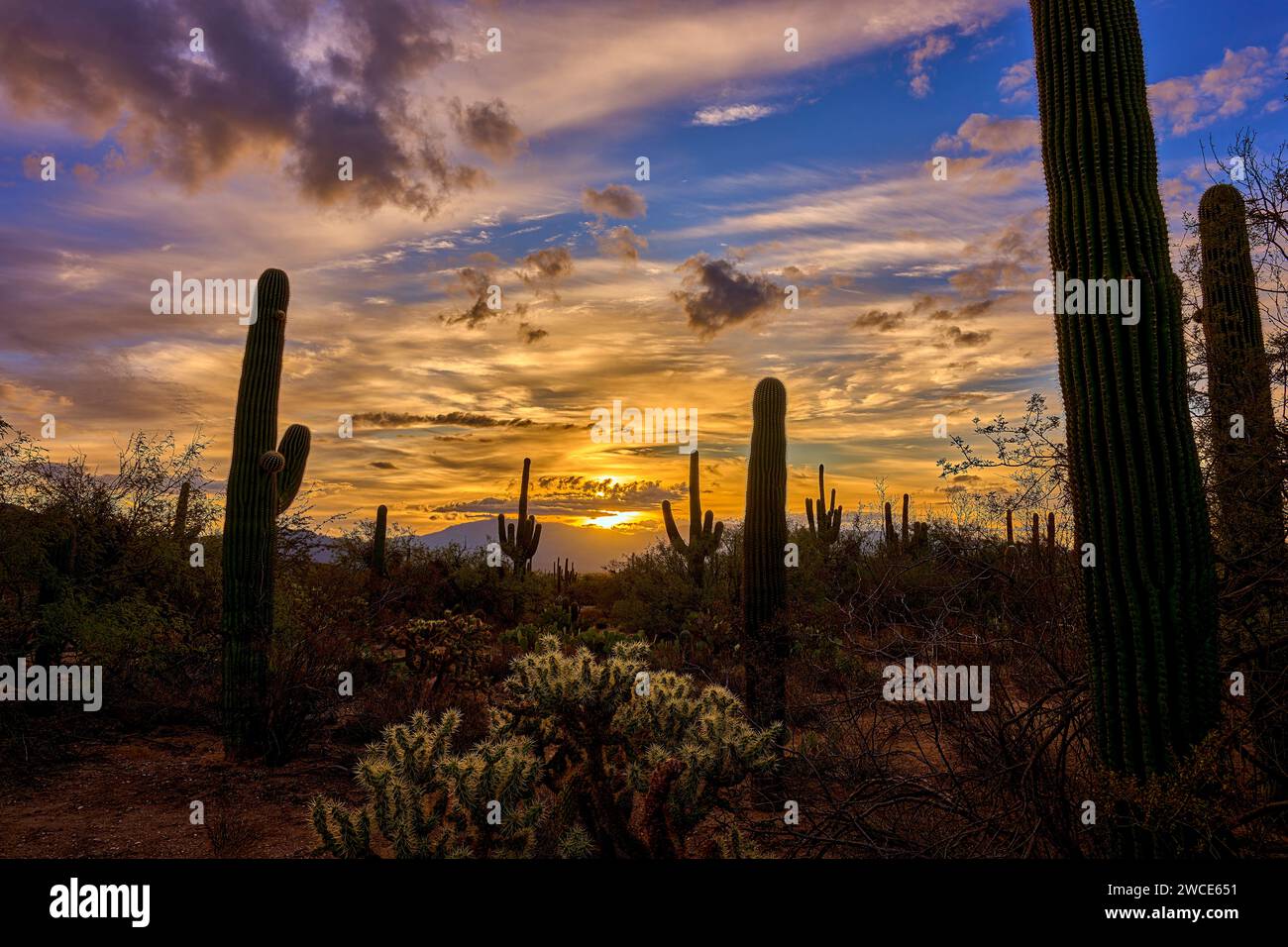 Captured in Sabino Canyon, this photograph showcases the iconic saguaro ...