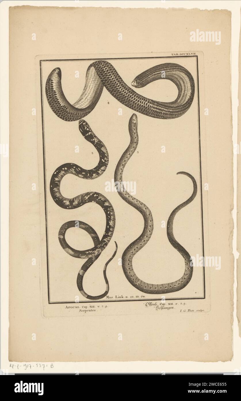 Encyclopedic representation of snakes, Johann Georg Pintz, 1733 print ...