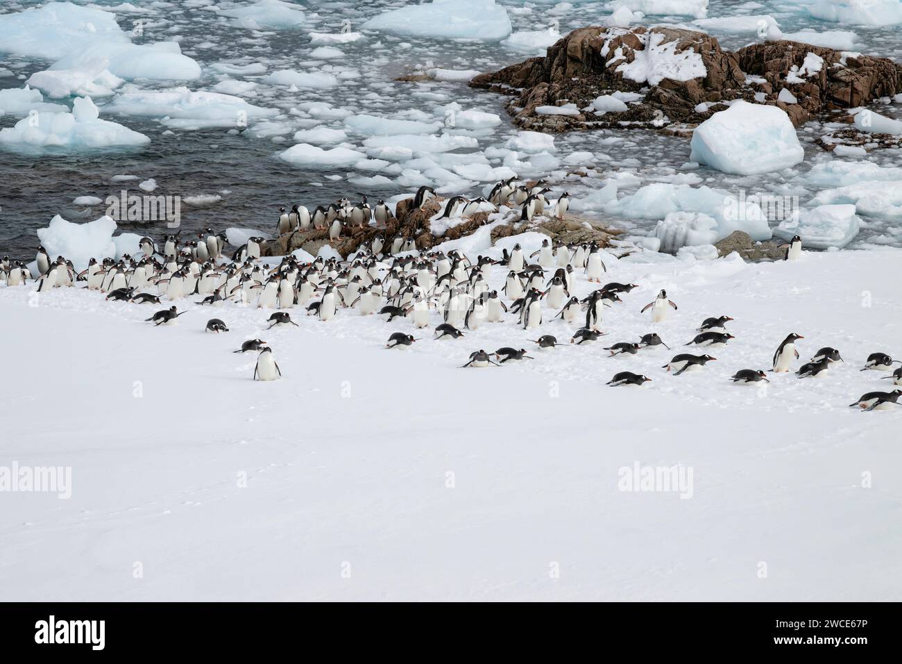 Gentoo penguins arriving at breeding grounds, Neko Harbor, Antarctica ...