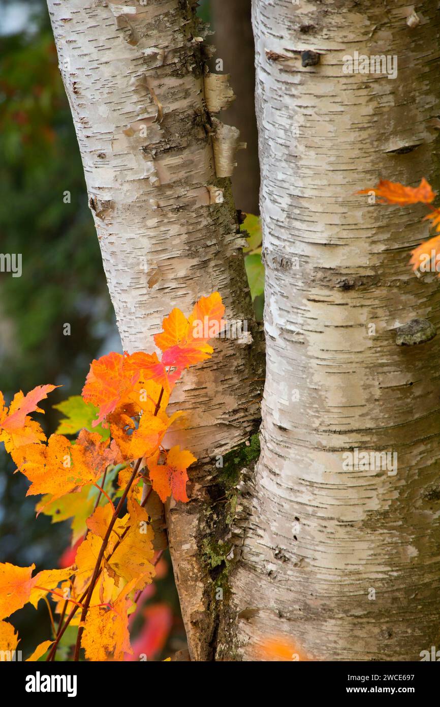 Birch, Tahquamenon Falls State Park, Michigan Stock Photo - Alamy Birch, Tahquamenon Falls State Park, Michigan Stock Photo - Alamy