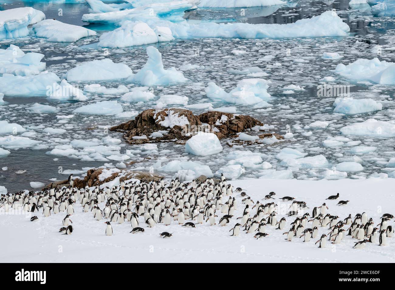 Gentoo penguins arriving at breeding grounds, Neko Harbor, Antarctica ...