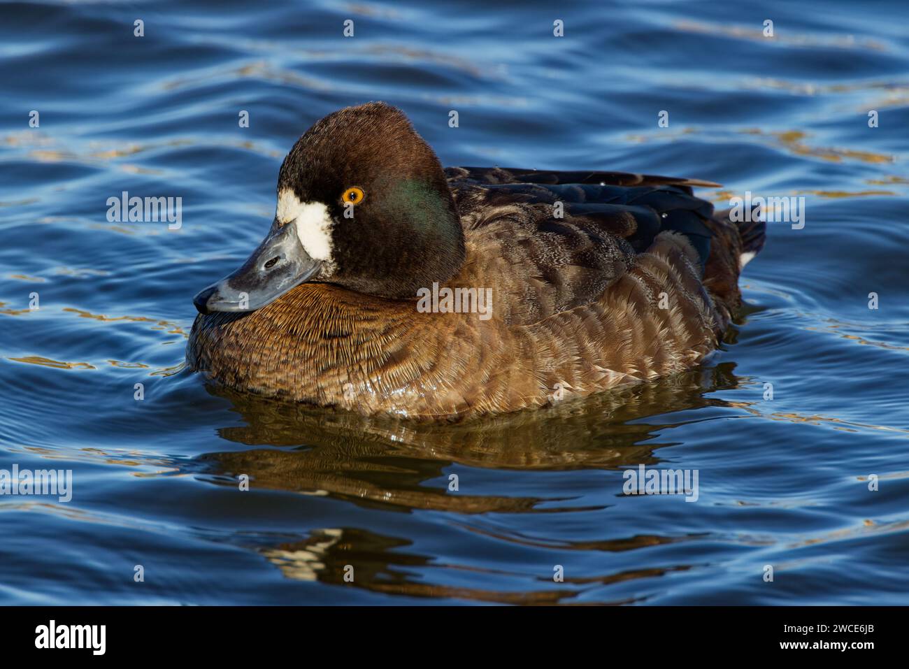Female paddling hi-res stock photography and images - Alamy