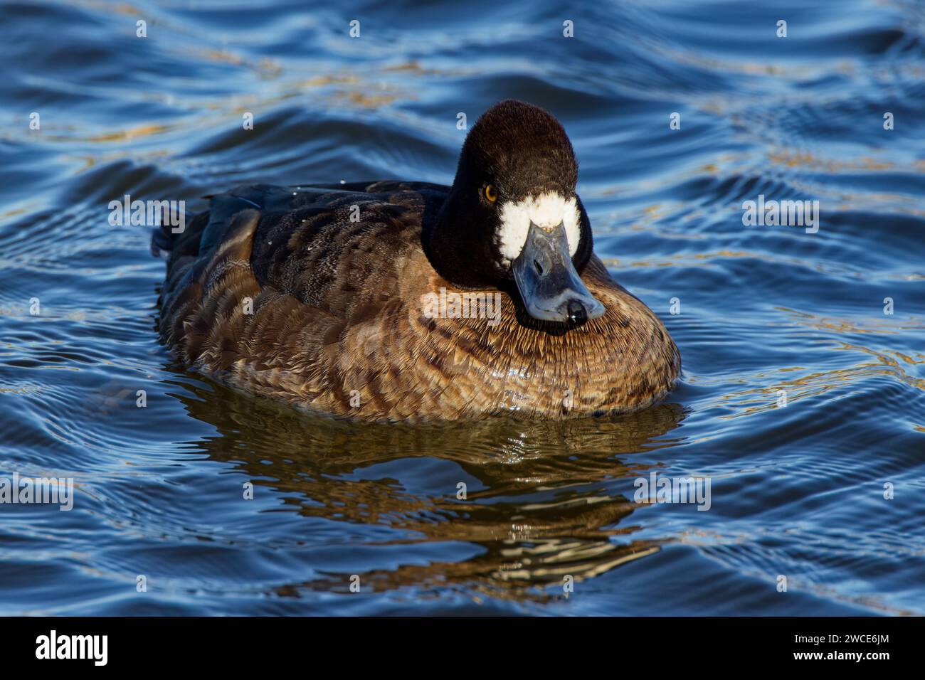 Rich brown wings hi-res stock photography and images - Alamy