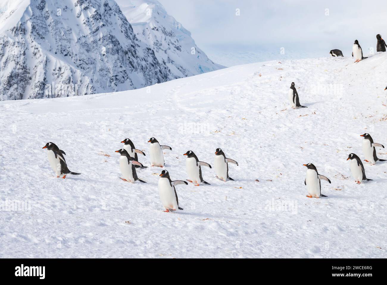 Gentoo penguins arriving at breeding grounds, Neko Harbor, Antarctica ...