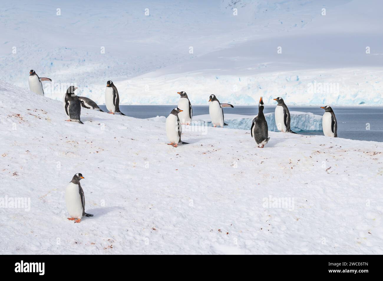 Gentoo penguins arriving at breeding grounds, Neko Harbor, Antarctica ...