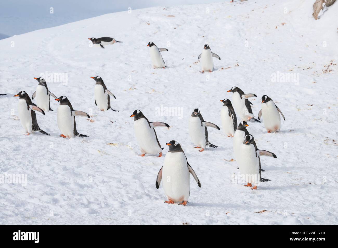 Gentoo penguins arriving at breeding grounds, Neko Harbor, Antarctica ...