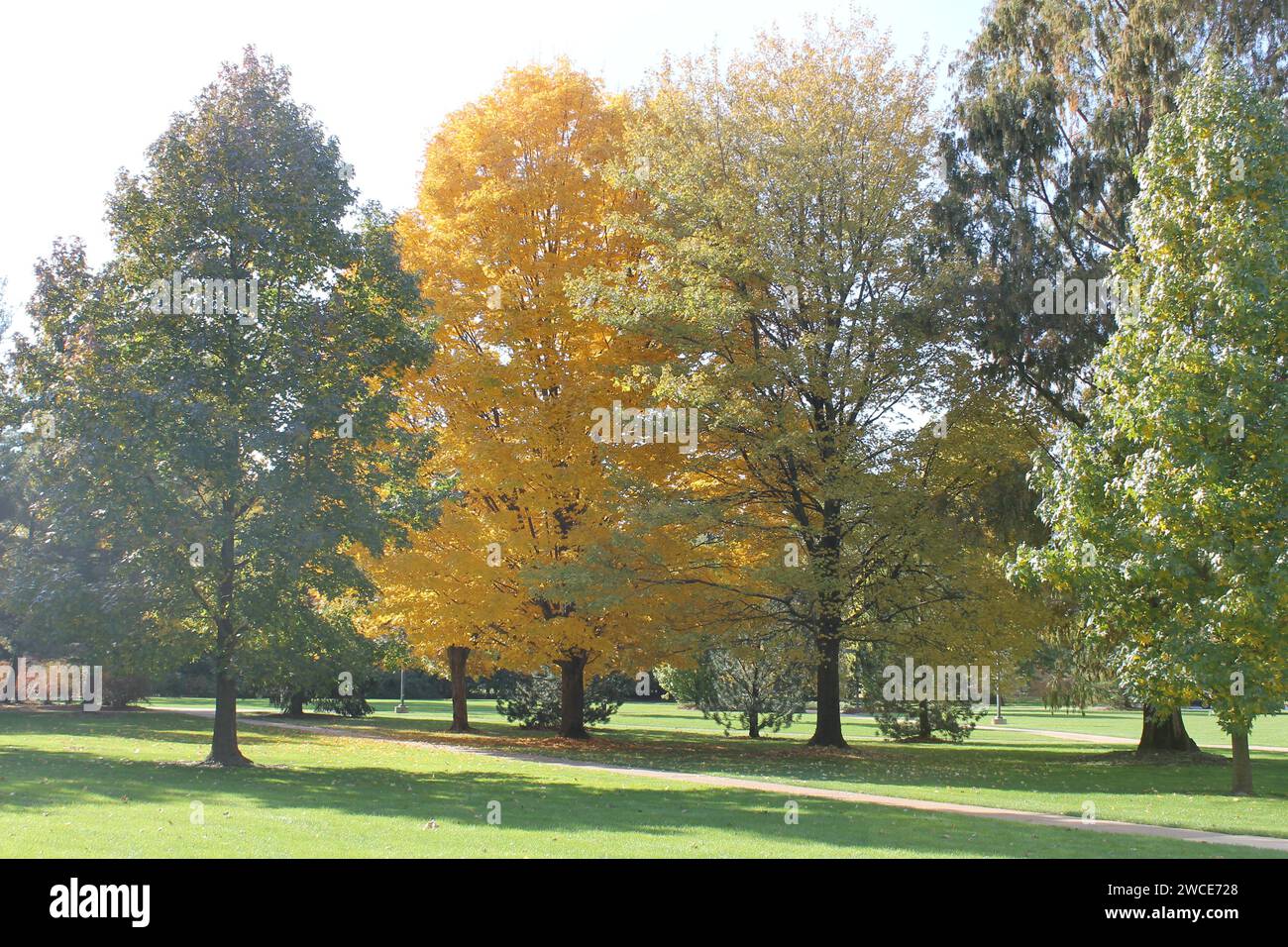 Photography of sunlit trees hi-res stock photography and images - Alamy